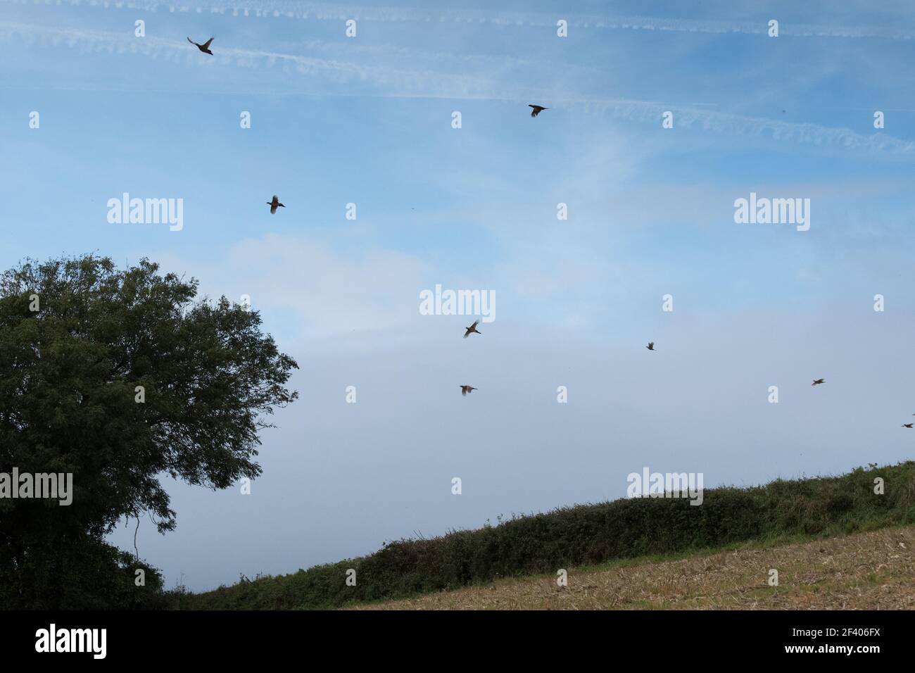 Pheasants flushing on a shoot day Stock Photo - Alamy