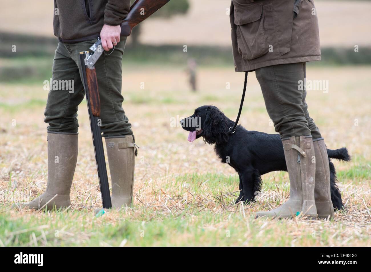 Men out game shooting with a cocker spaniel Stock Photo - Alamy