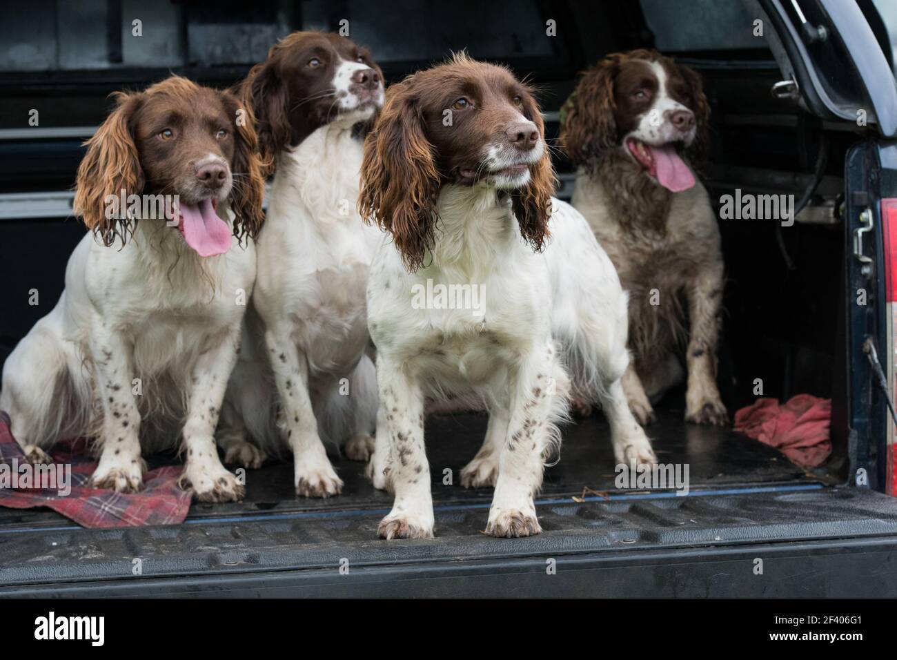 Four working springer spaniels waitiing in a car Stock Photo - Alamy