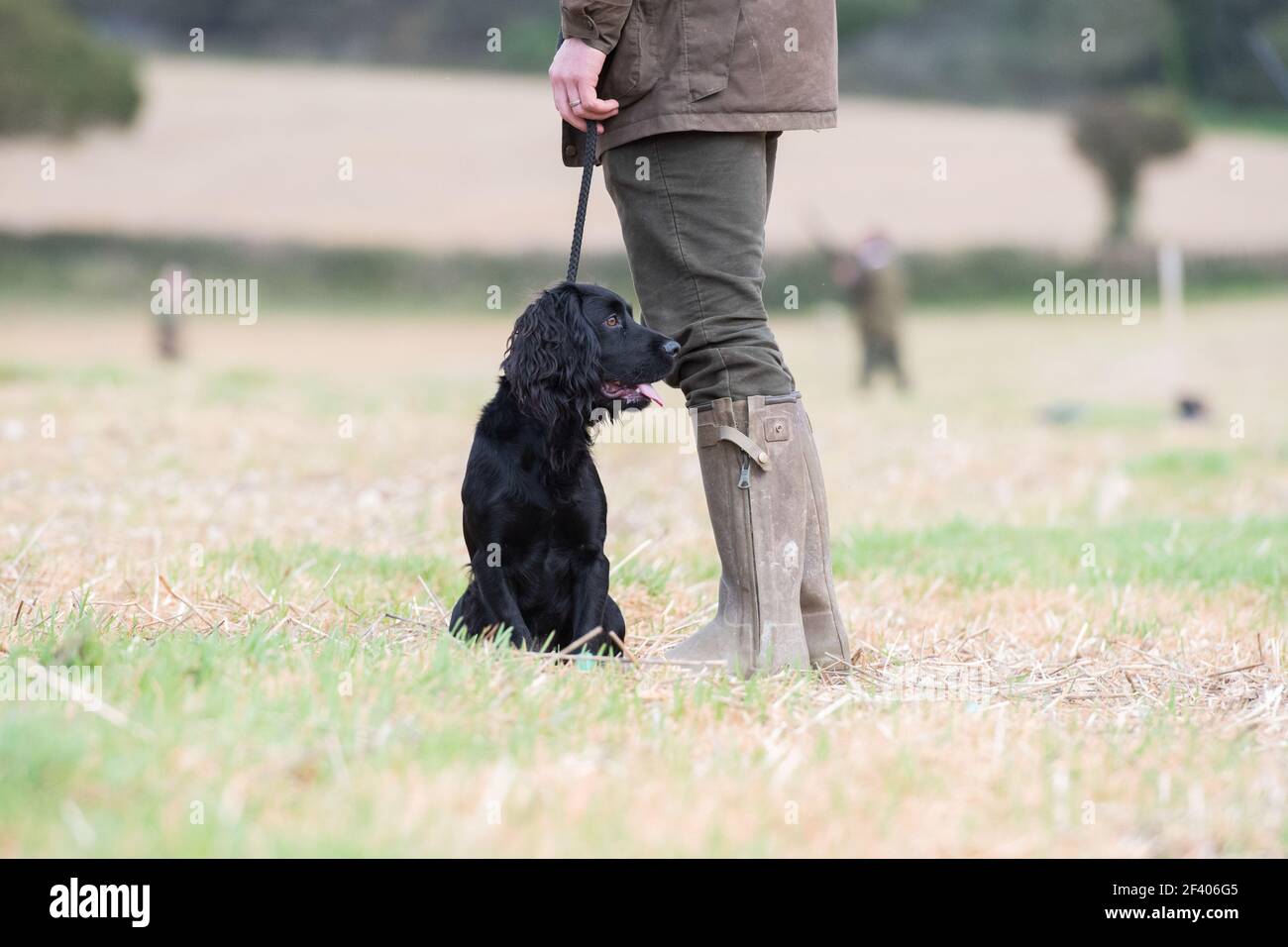 Working cocker spaniel out on a shoot day, in the line of guns Stock ...