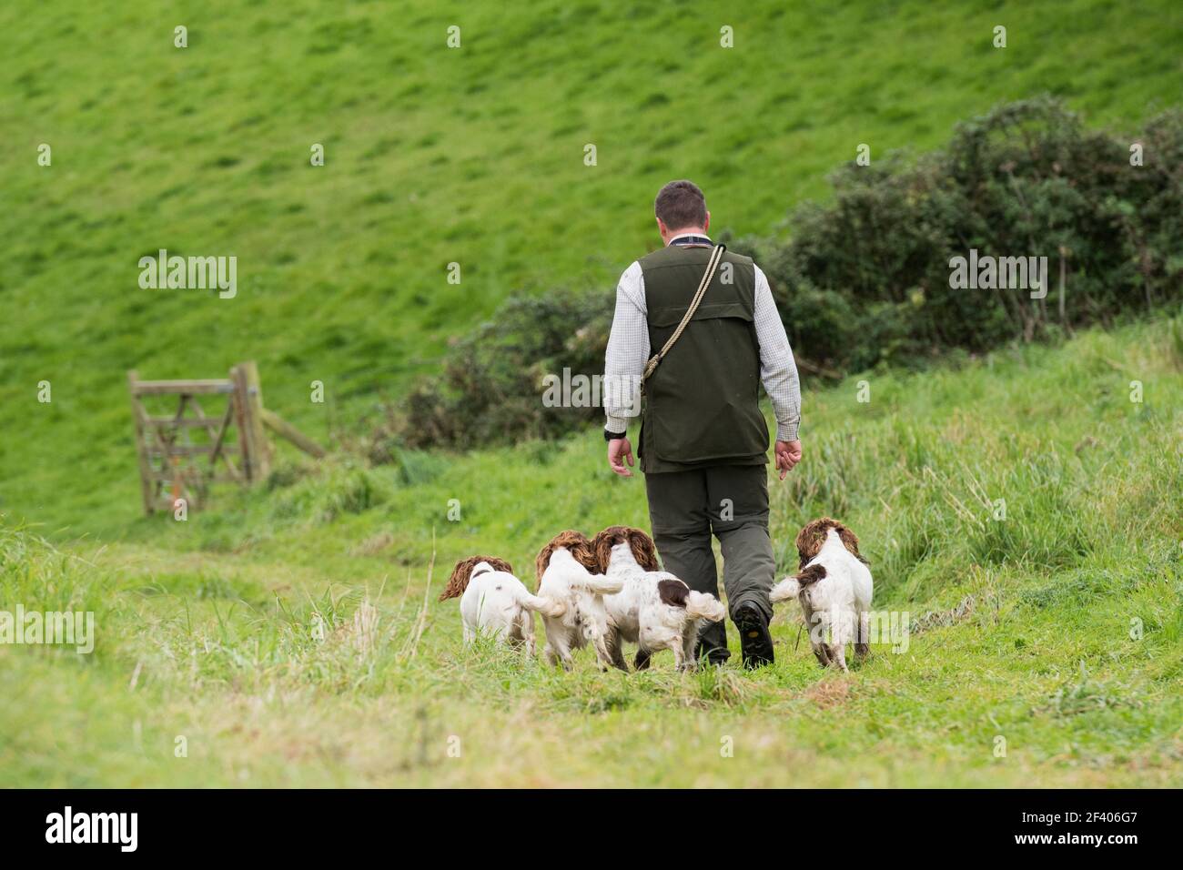 Man walking his four working springer spaniels Stock Photo - Alamy