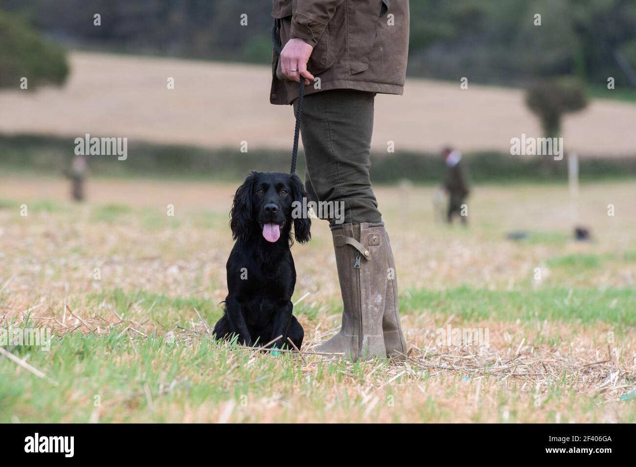 Working cocker spaniel out on a shoot day, in the line of guns Stock ...