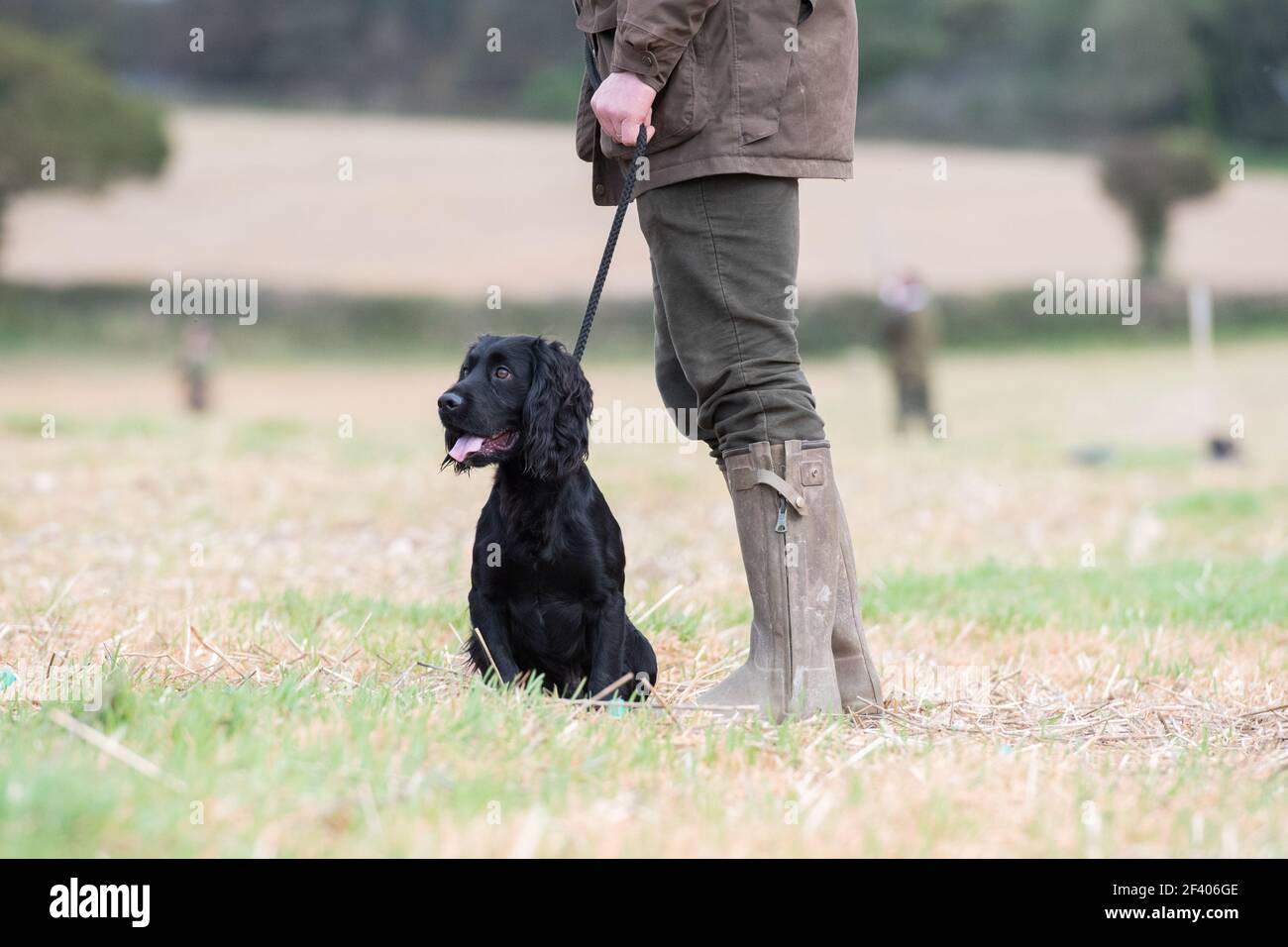 Working cocker spaniel out on a shoot day, in the line of guns Stock ...