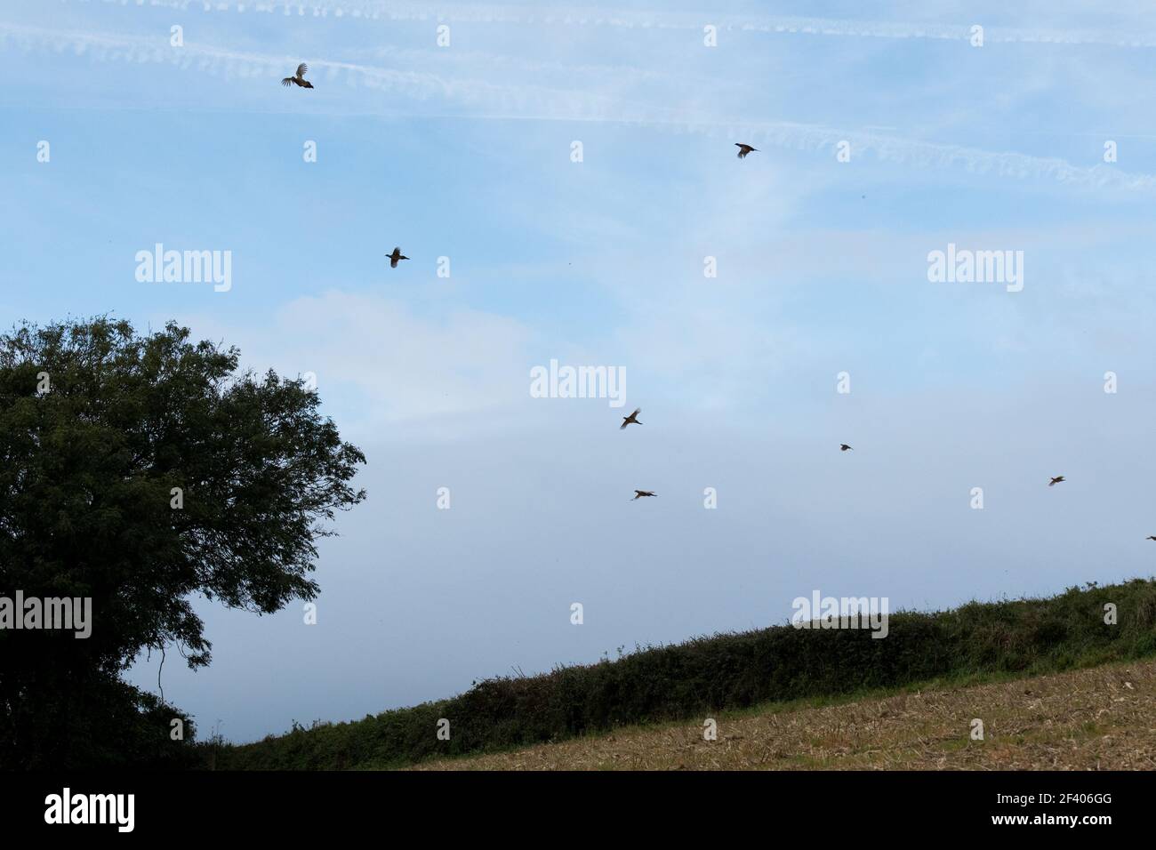 Pheasants flushing on a shoot day Stock Photo - Alamy