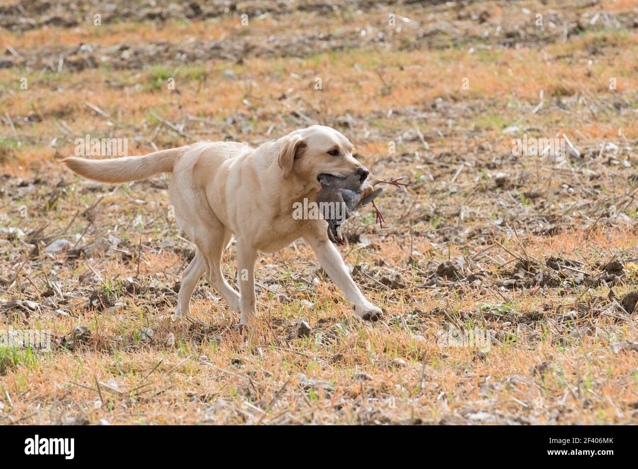 A yellow labrador retrieving a partridge Stock Photo - Alamy