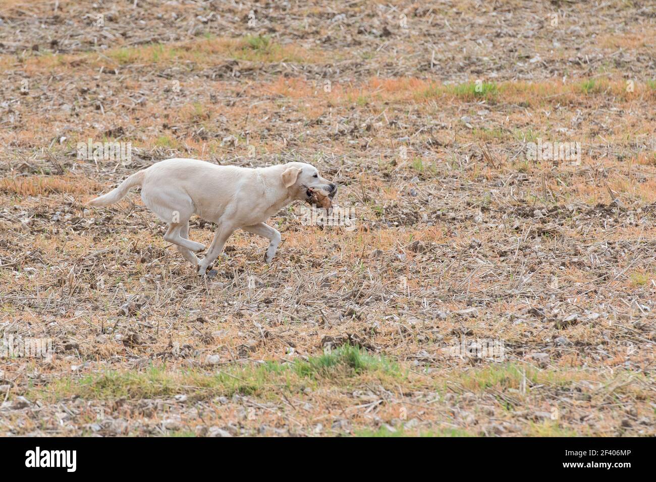 A yellow labrador retrieving a partridge Stock Photo - Alamy