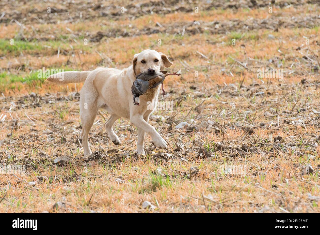 A yellow labrador retrieving a partridge Stock Photo - Alamy