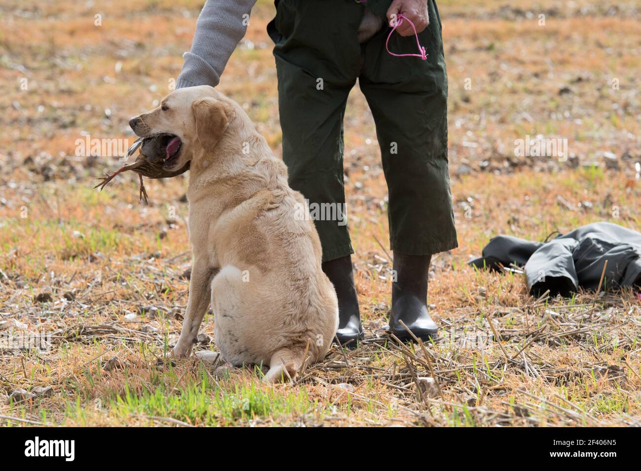 A yellow labrador retrieving a partridge Stock Photo - Alamy