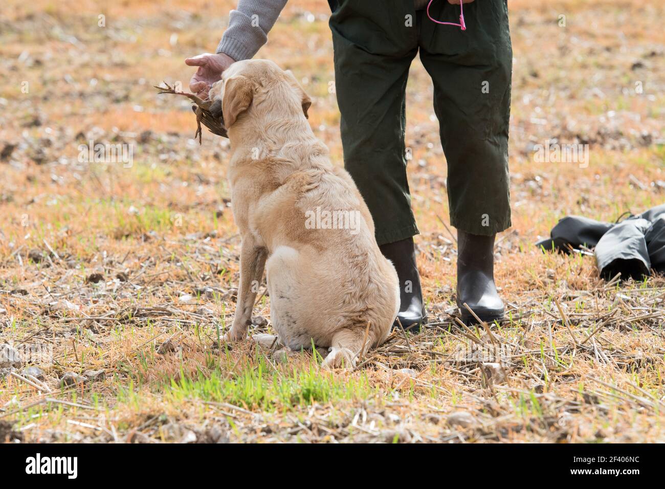 A yellow labrador retrieving a partridge Stock Photo - Alamy