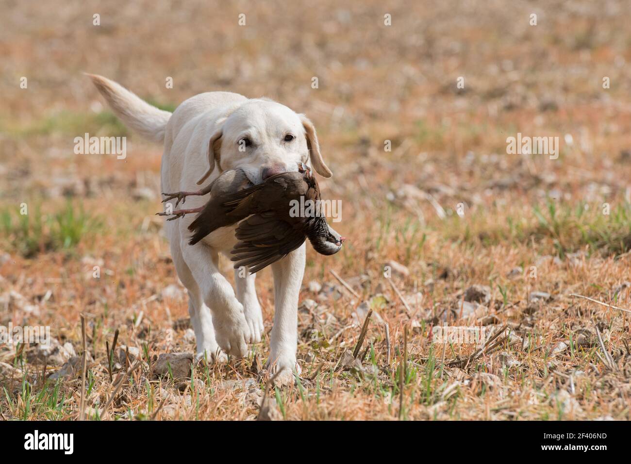 A yellow labrador retrieving a partridge Stock Photo - Alamy
