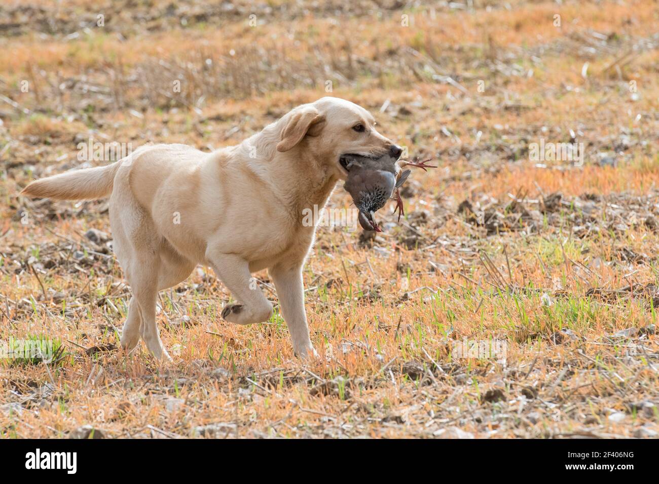 A yellow labrador retrieving a partridge Stock Photo - Alamy