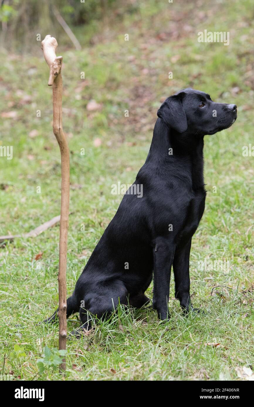 A portrait of a working black labrador Stock Photo - Alamy
