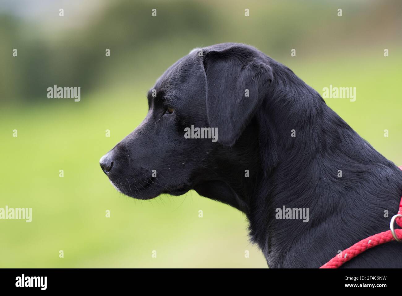 Working black labrador portrait Stock Photo - Alamy