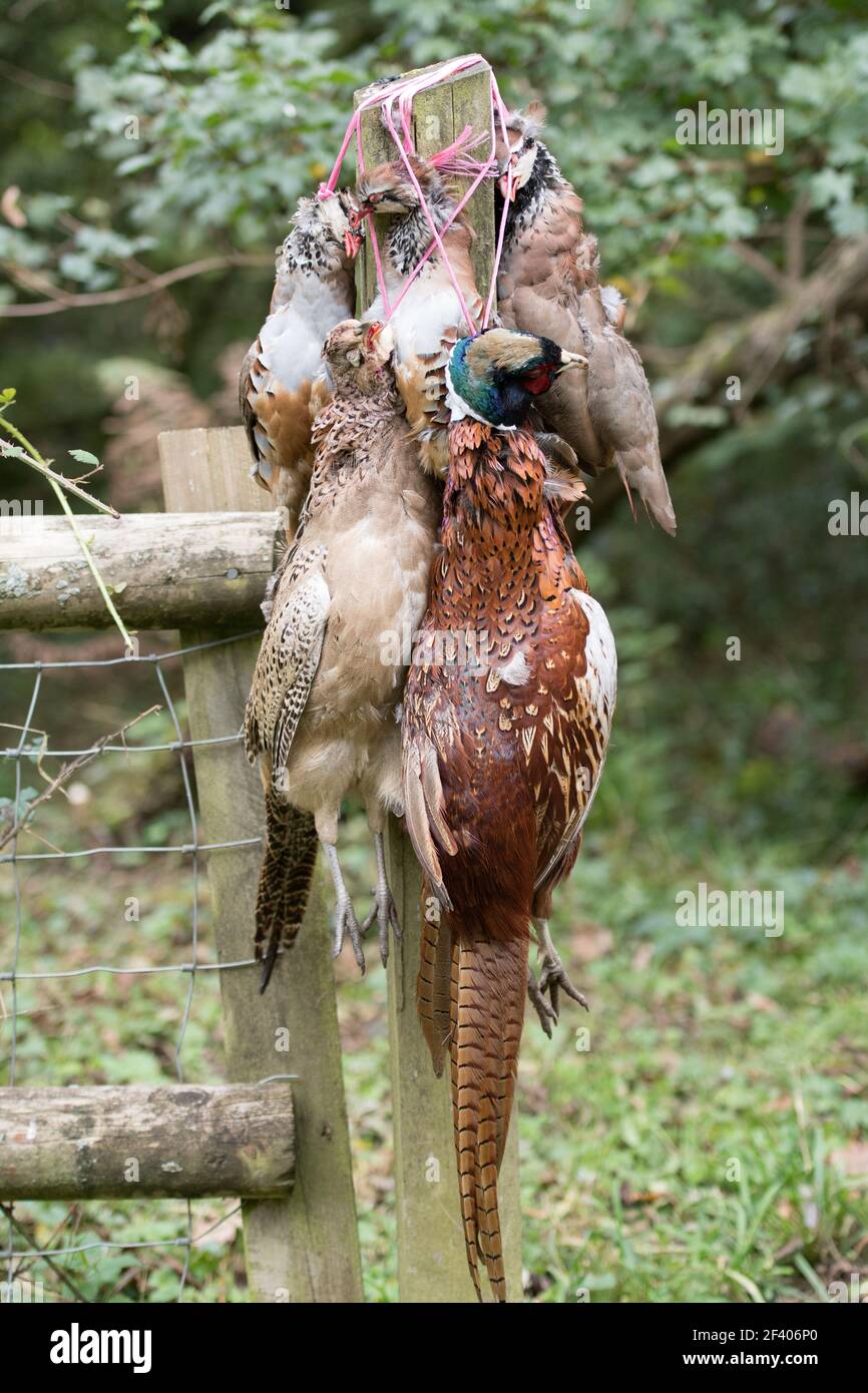 Game hanging on a fence post for collection Stock Photo - Alamy