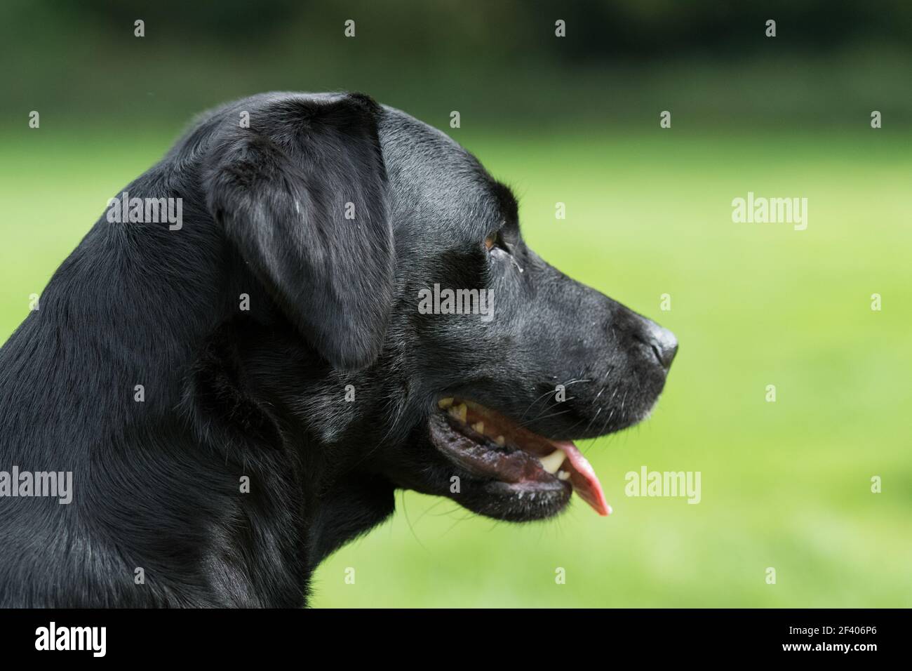 Working black labrador portrait Stock Photo - Alamy