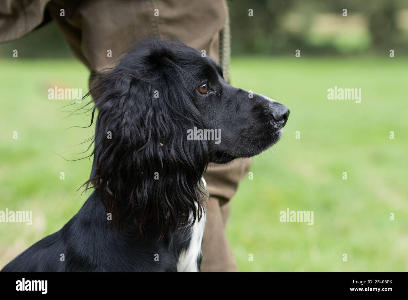 Working cockers hi-res stock photography and images - Alamy