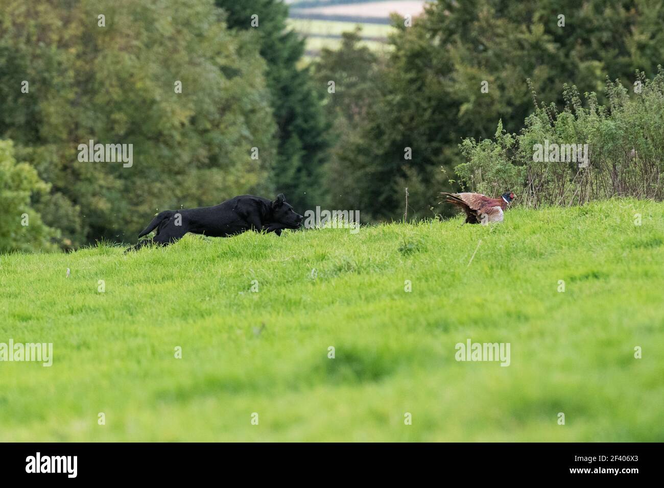 A black labrador chasing after a runner Stock Photo - Alamy