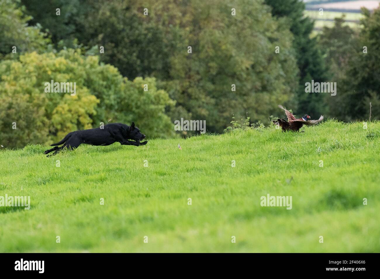 A black labrador chasing after a runner Stock Photo - Alamy