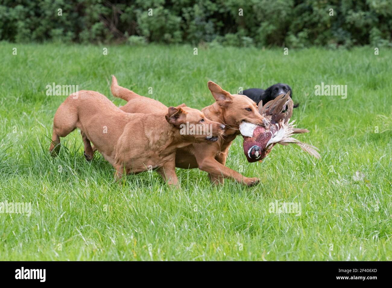 Two labradors racing for the same pheasant retrieve Stock Photo - Alamy