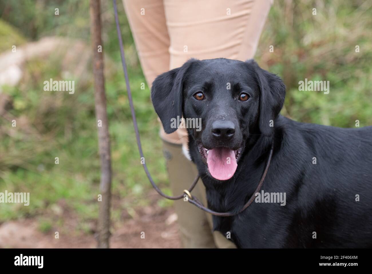 A working black labrador at heel Stock Photo - Alamy