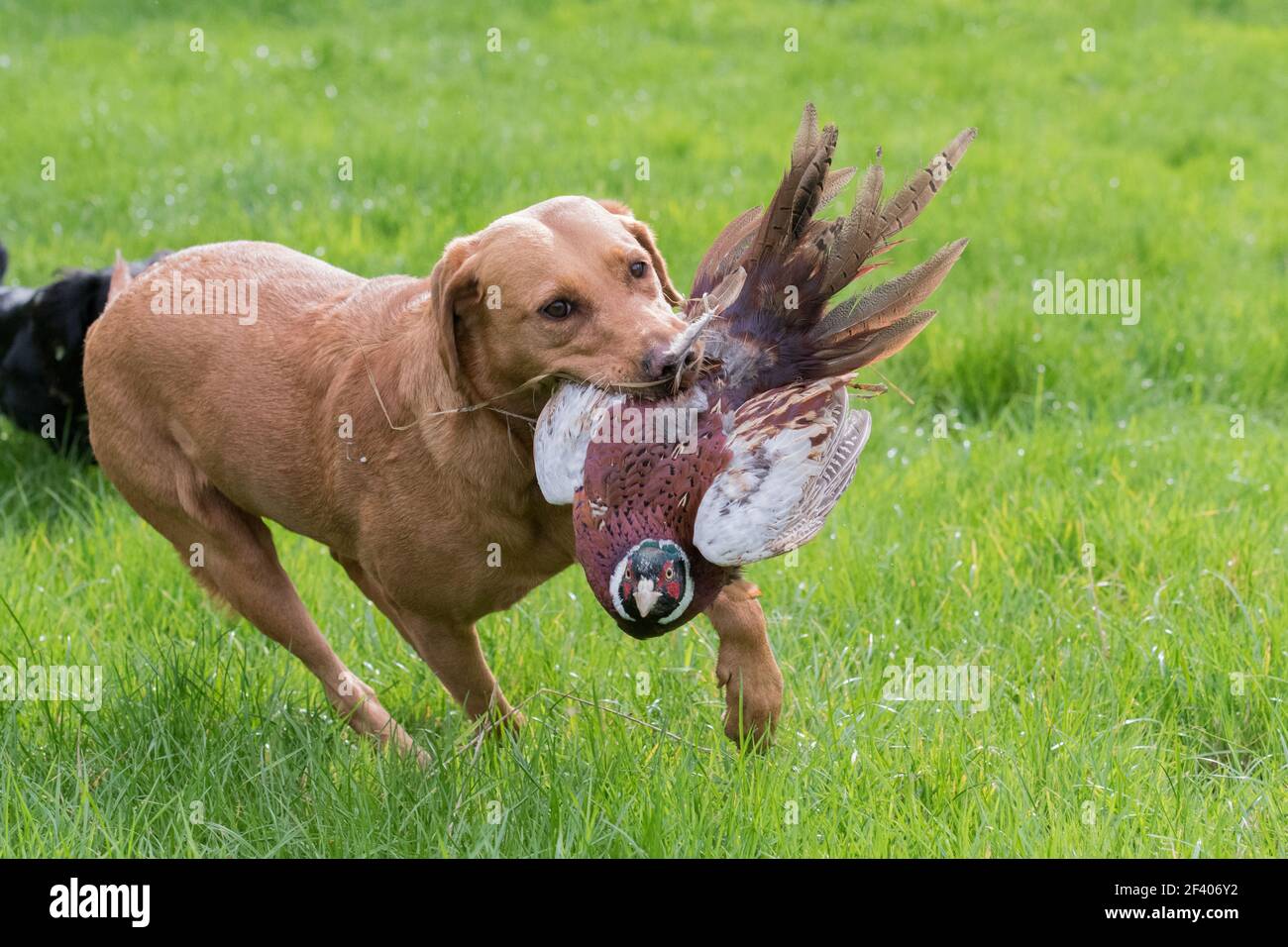 A fox-red working labrador retrieving a pheasant Stock Photo - Alamy