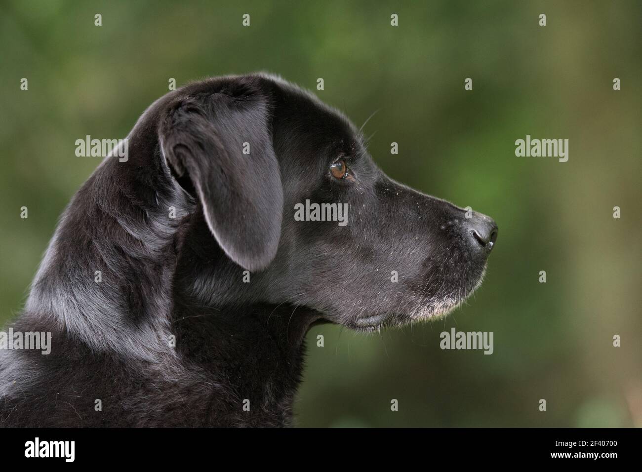 A portrait of a black labrador Stock Photo - Alamy