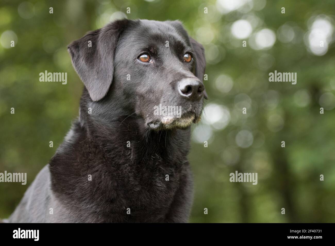A portrait of a black labrador Stock Photo - Alamy