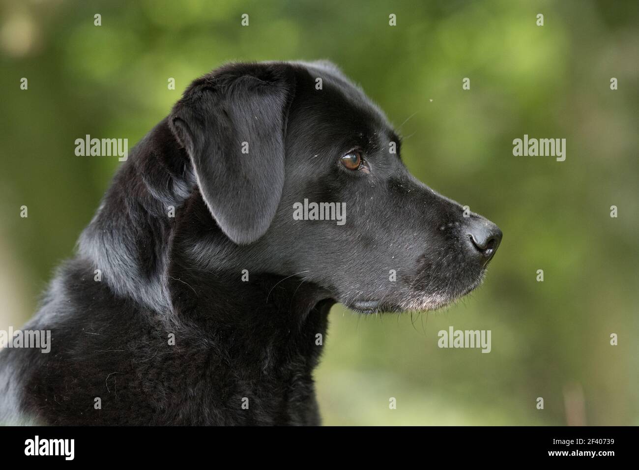 A portrait of a black labrador Stock Photo - Alamy