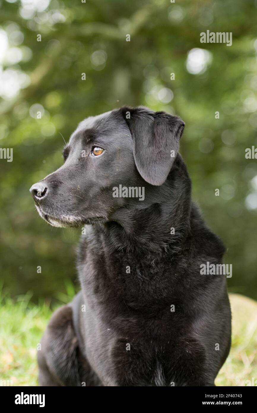 A portrait of a black labrador Stock Photo - Alamy