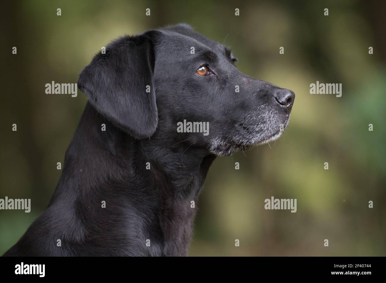 A portrait of a black labrador Stock Photo - Alamy