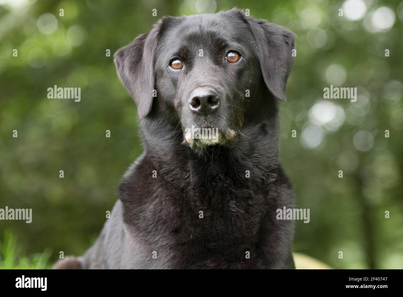 Black labrador retriever grey hi-res stock photography and images - Alamy