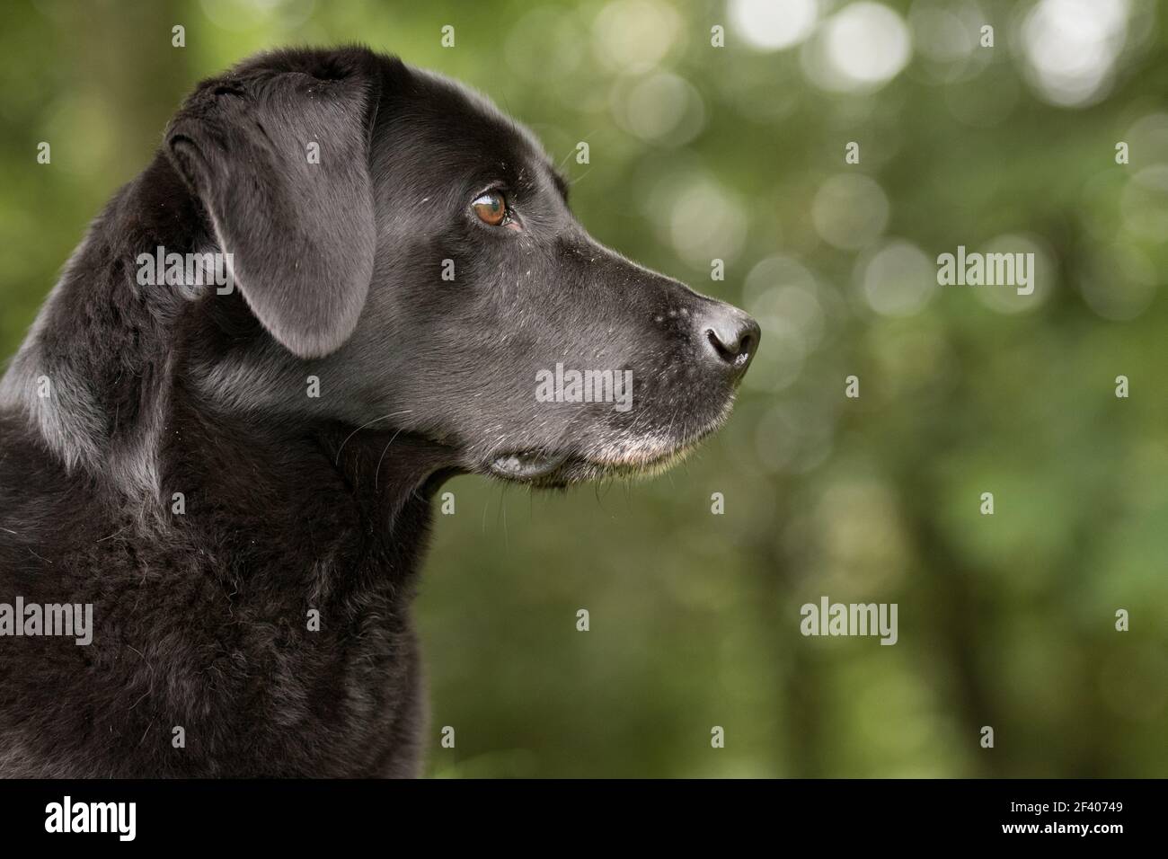A portrait of a black labrador Stock Photo - Alamy