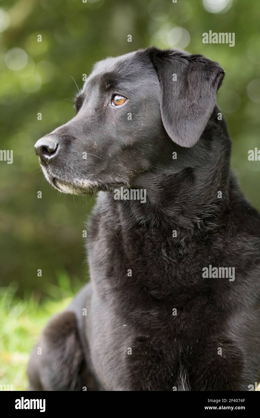 A portrait of a black labrador Stock Photo - Alamy