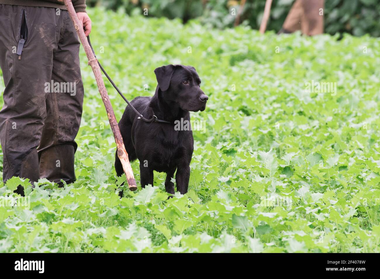 Black labrador, working gundog, portrait in the field Stock Photo - Alamy