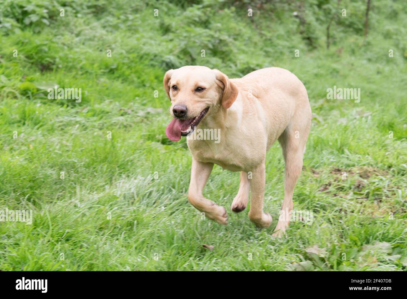 A working yellow labrador running through a field Stock Photo - Alamy