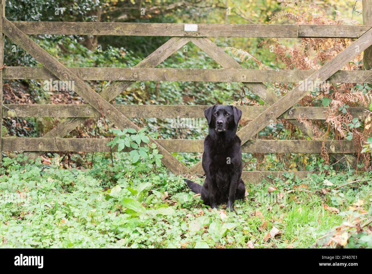 Black labrador waiting by a gate Stock Photo - Alamy