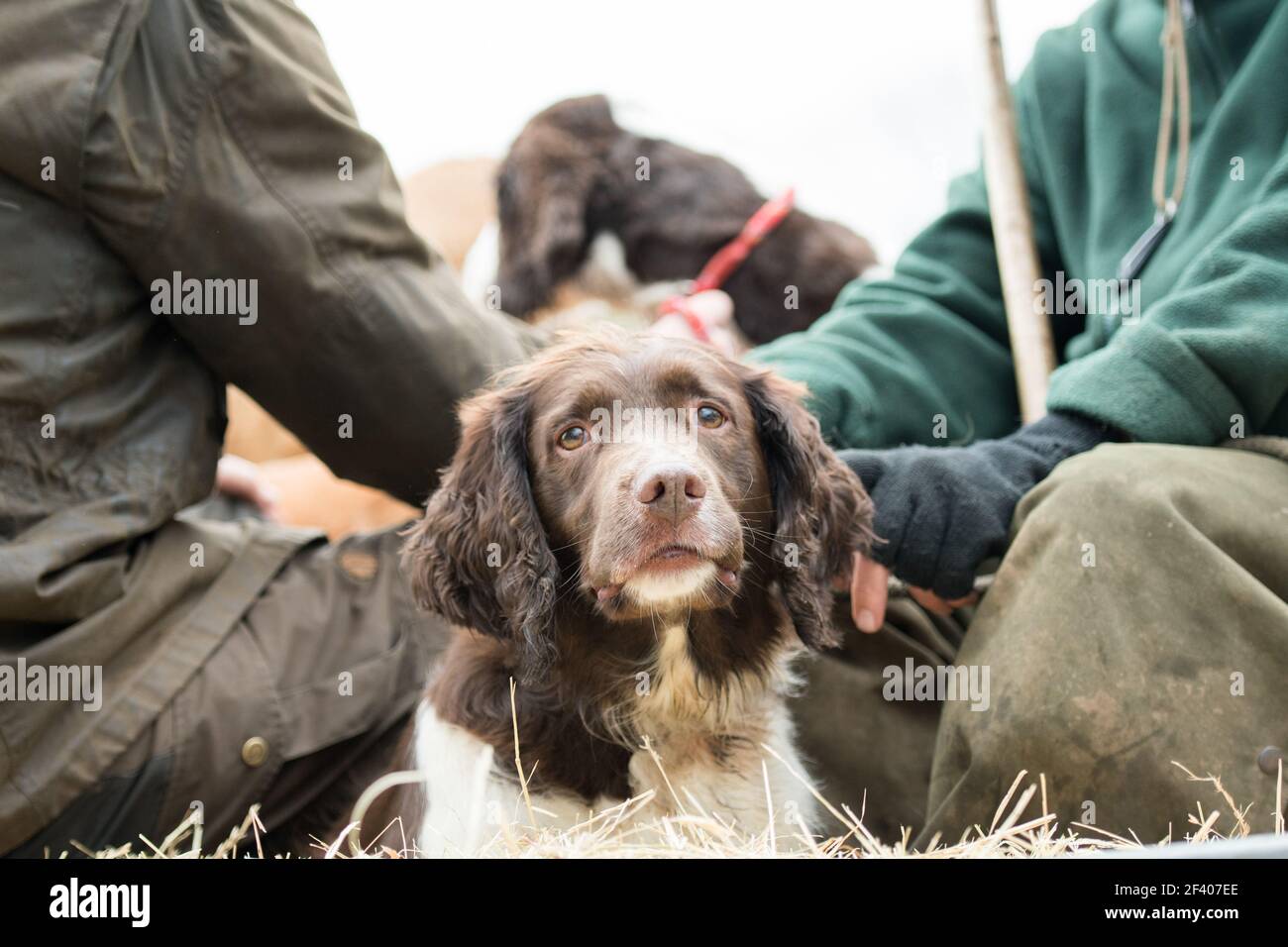 Liver and white springer spaniel in the beaters wagon Stock Photo - Alamy