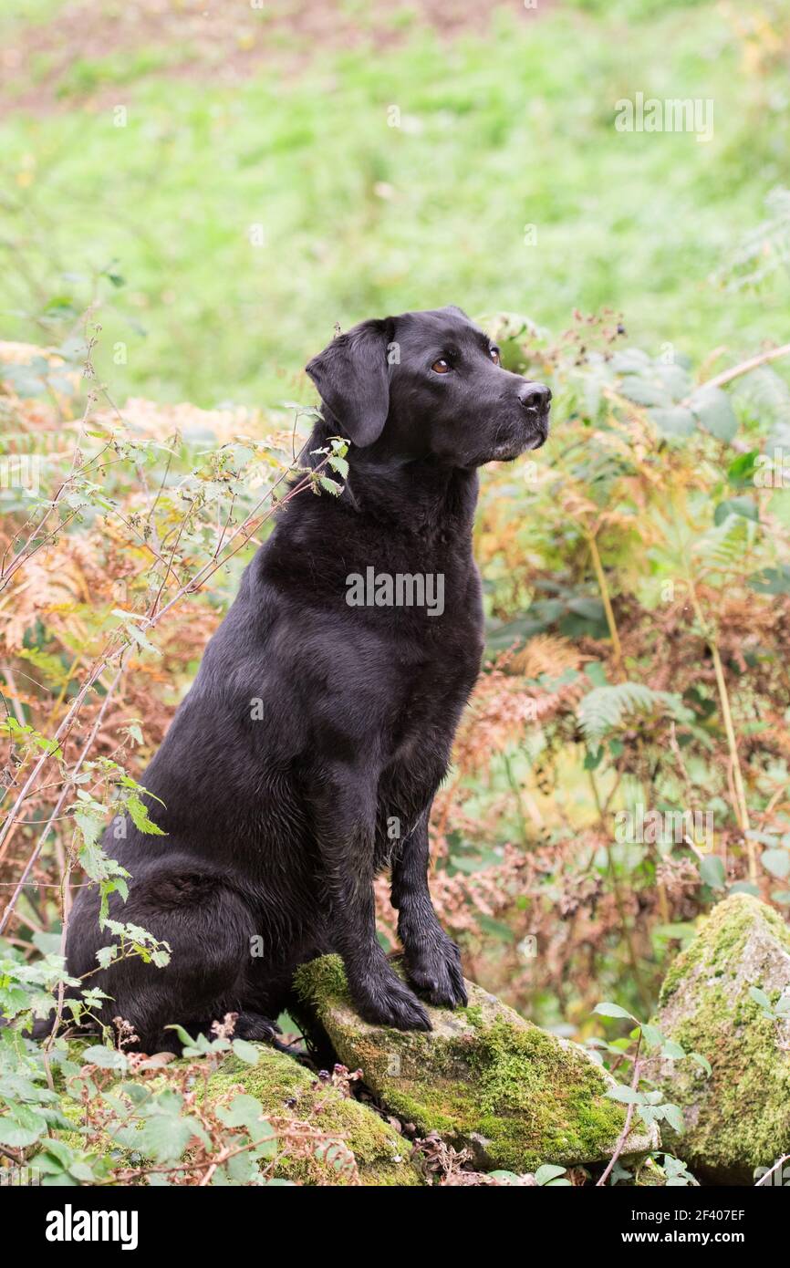 Black labrador outdoors hi-res stock photography and images - Alamy