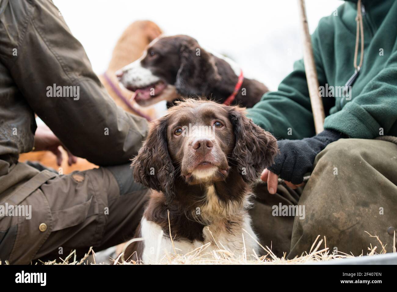 Liver and white springer spaniel in the beaters wagon Stock Photo - Alamy