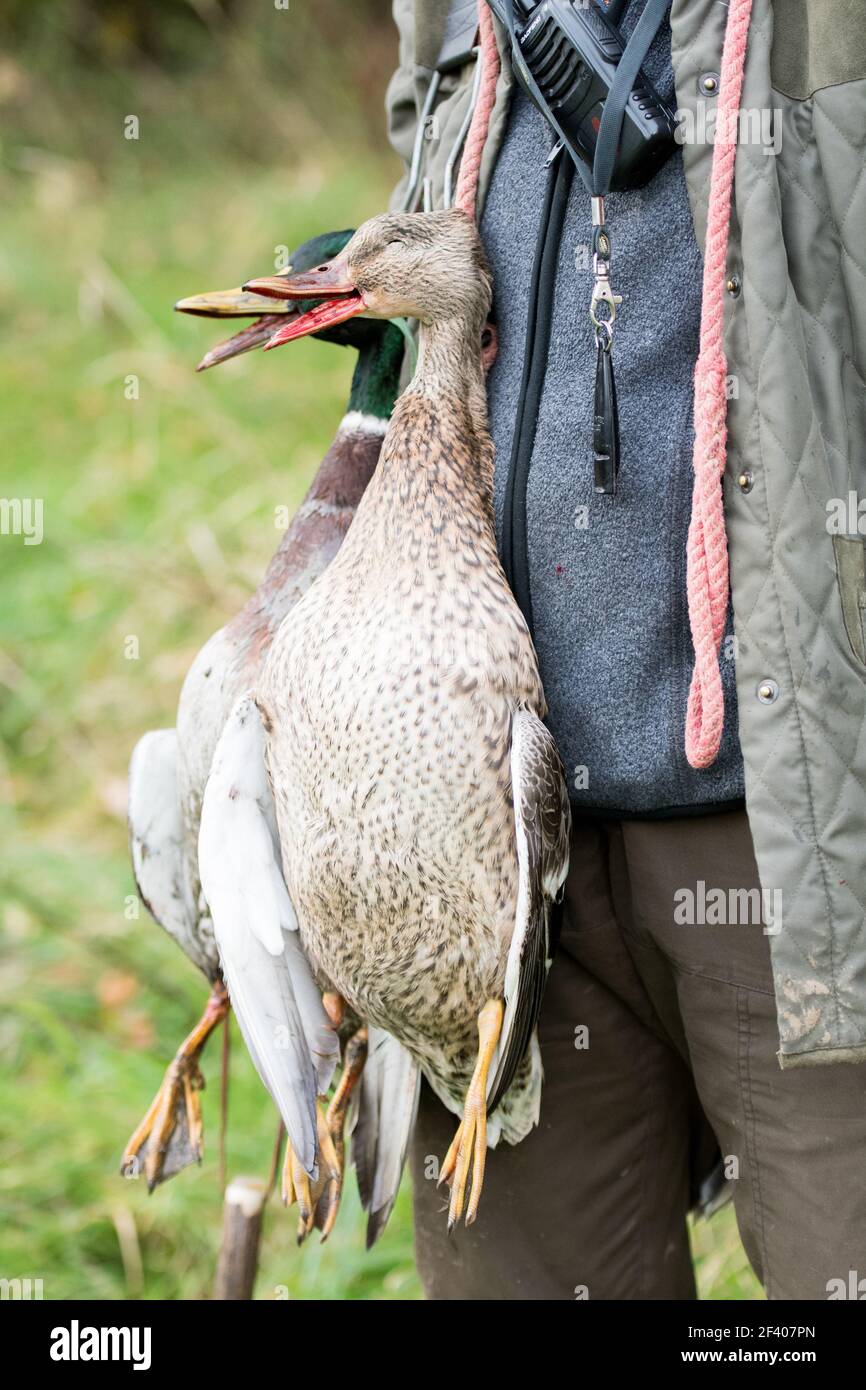 Game carrier hi-res stock photography and images - Alamy
