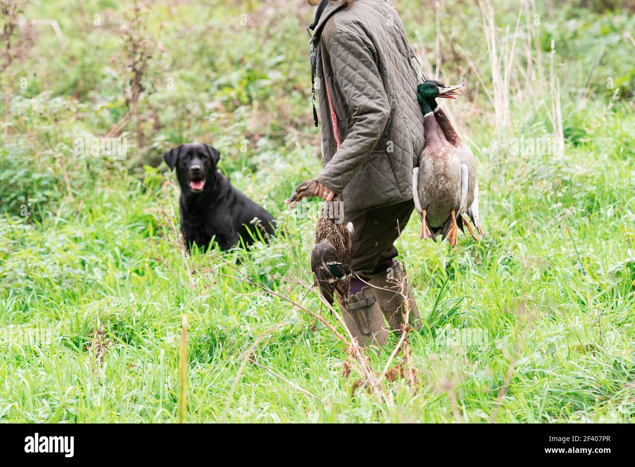 Labrador retriever with duck hi-res stock photography and images - Alamy