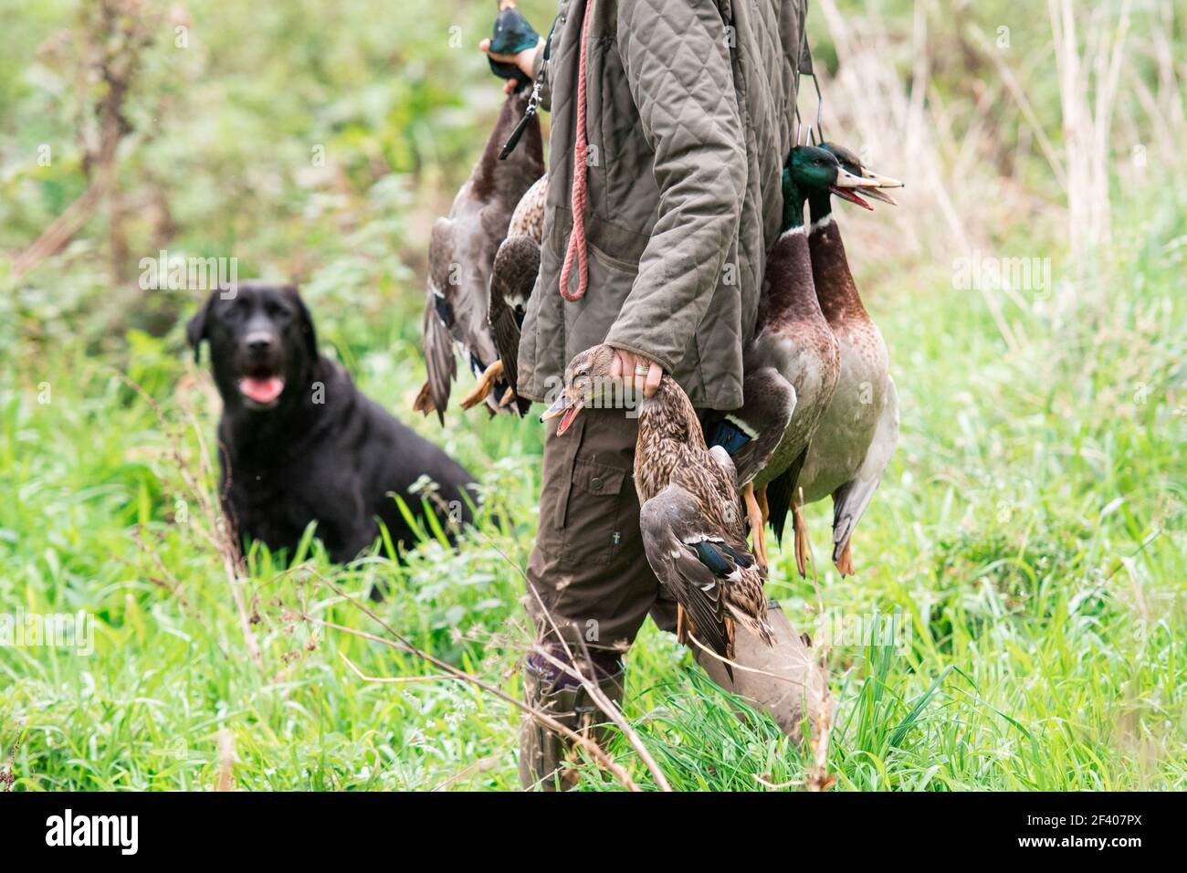 Black labrador retriever with duck hi-res stock photography and images ...