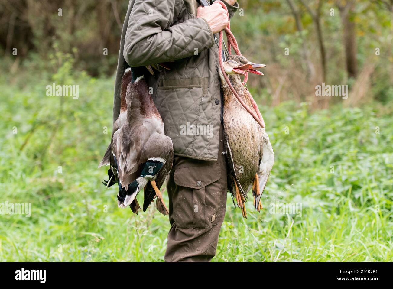Duck shooting hi-res stock photography and images - Alamy