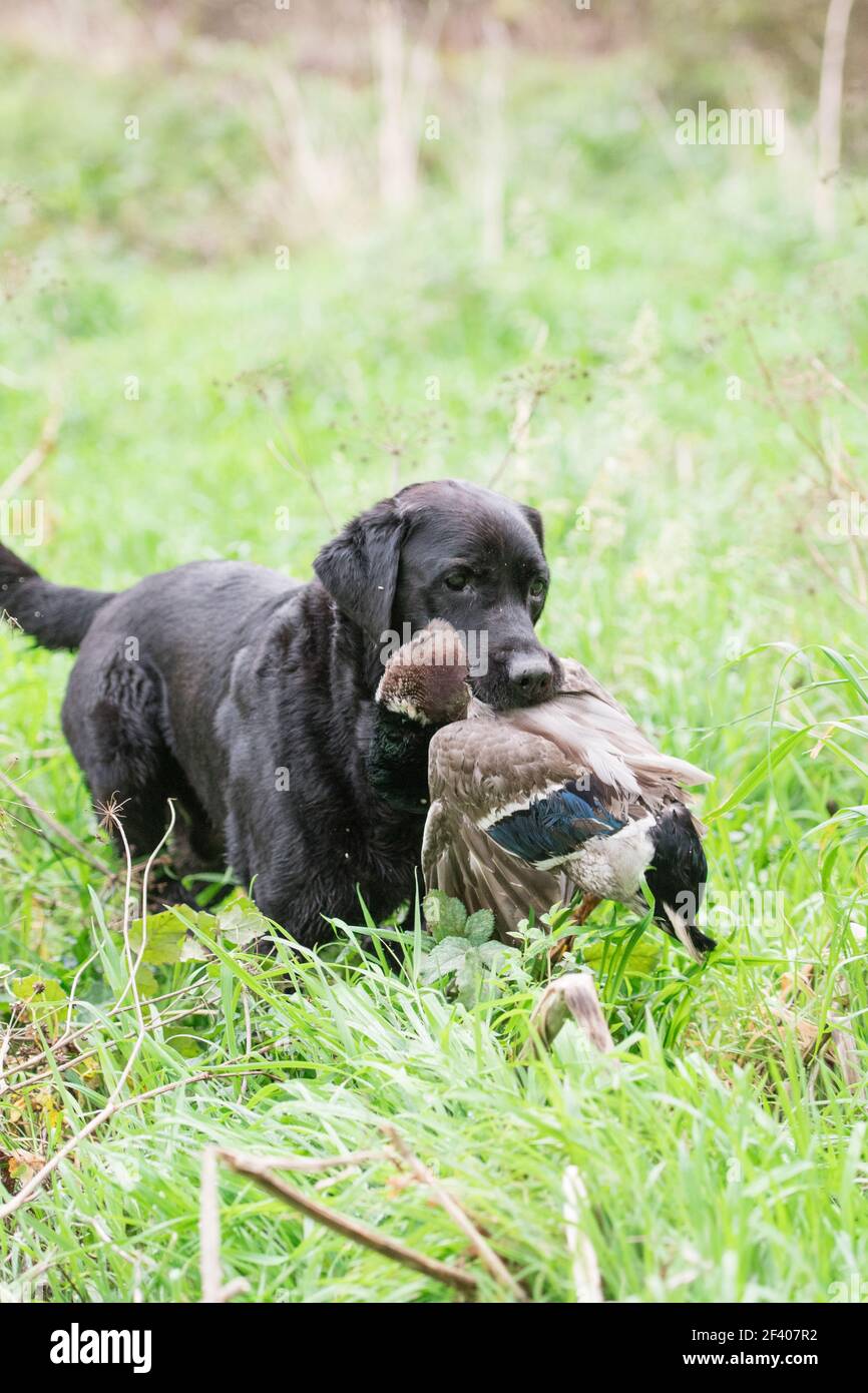 Working black labrador retrieving a shot mallard drake Stock Photo - Alamy