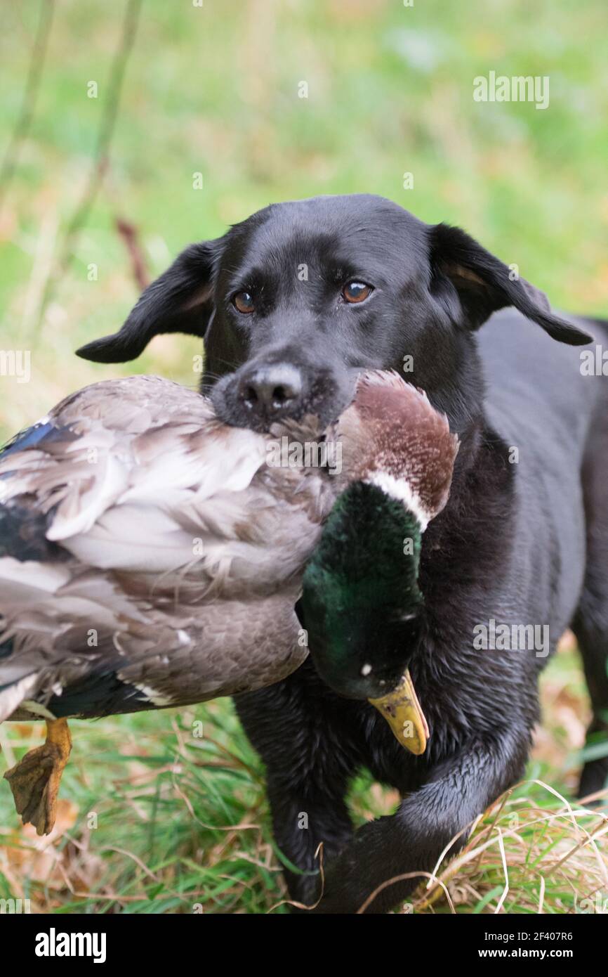 Working black labrador retrieving a shot mallard drake Stock Photo - Alamy