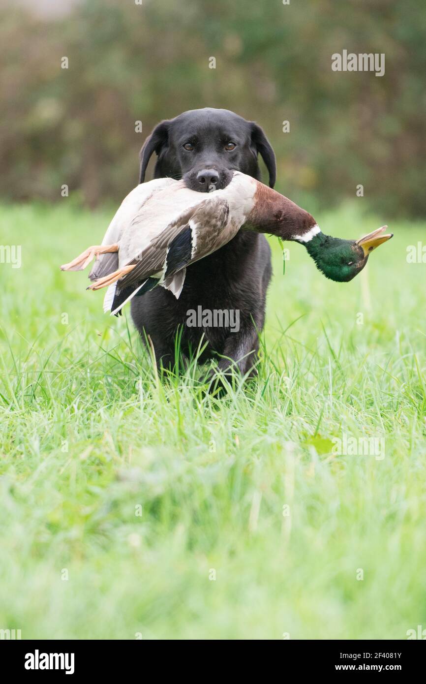 Working black labrador retrieving a mallard drake Stock Photo - Alamy