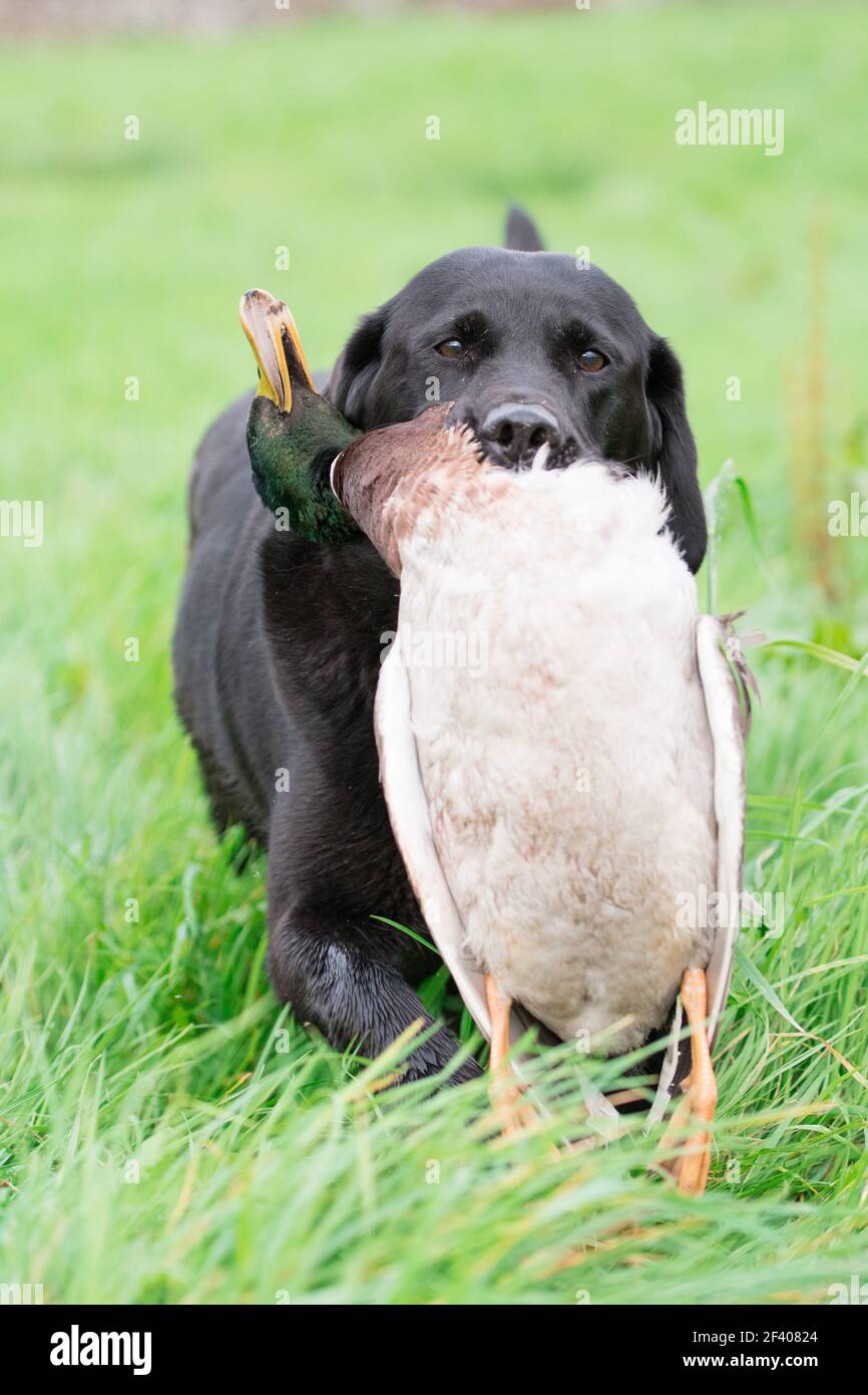 Working black labrador retrieving a mallard drake Stock Photo - Alamy