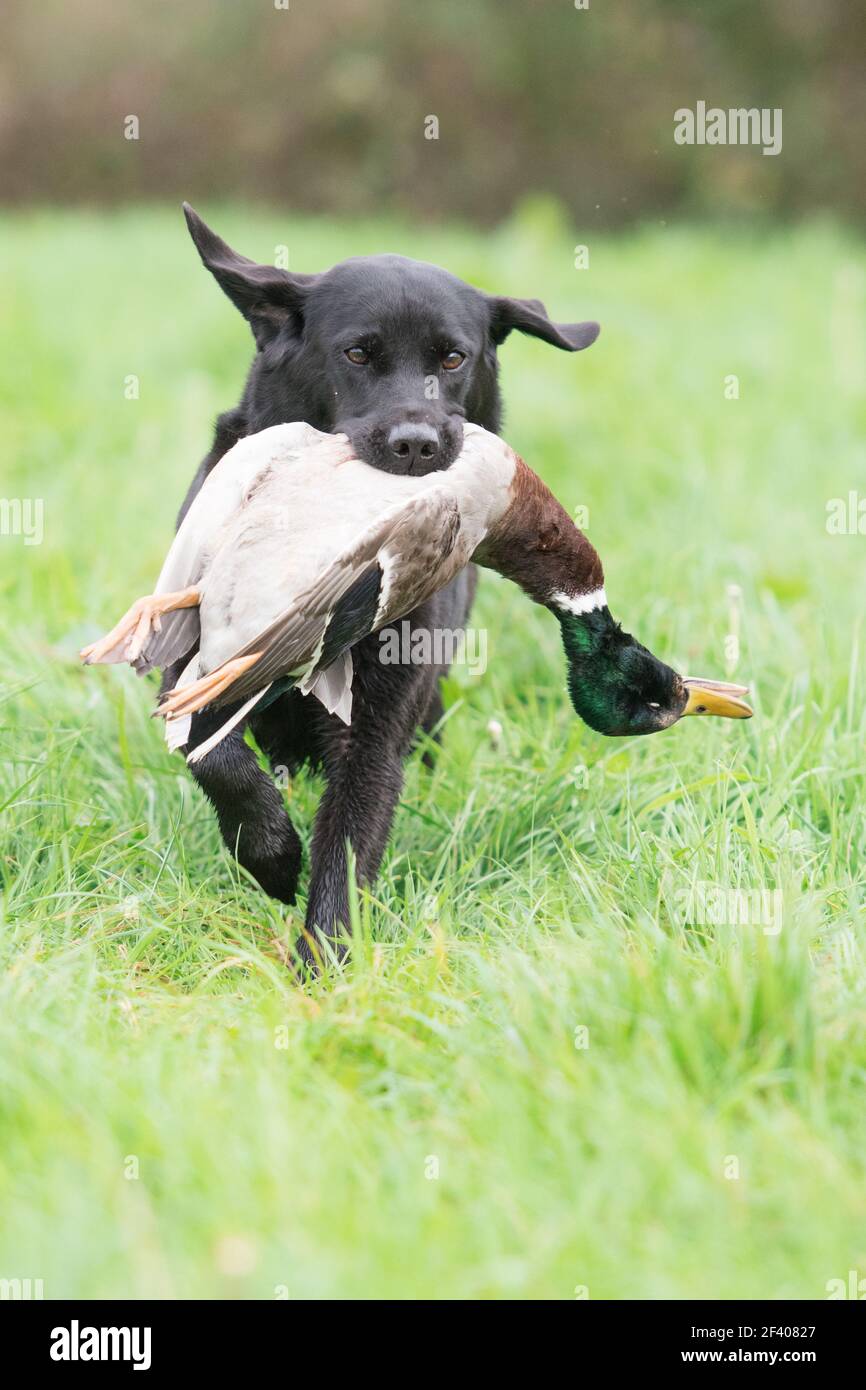 Working black labrador retrieving a mallard drake Stock Photo - Alamy
