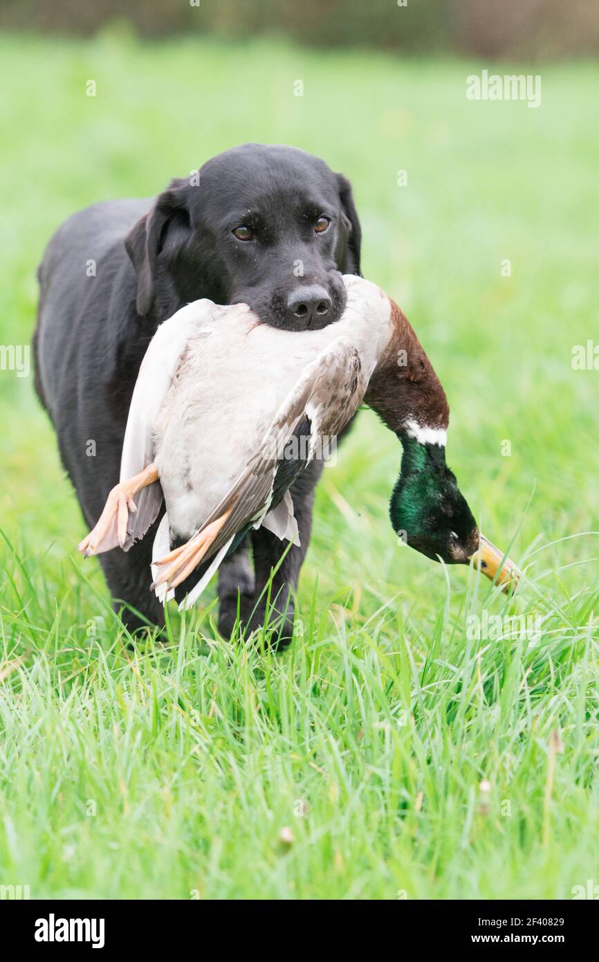Working black labrador retrieving a mallard drake Stock Photo - Alamy