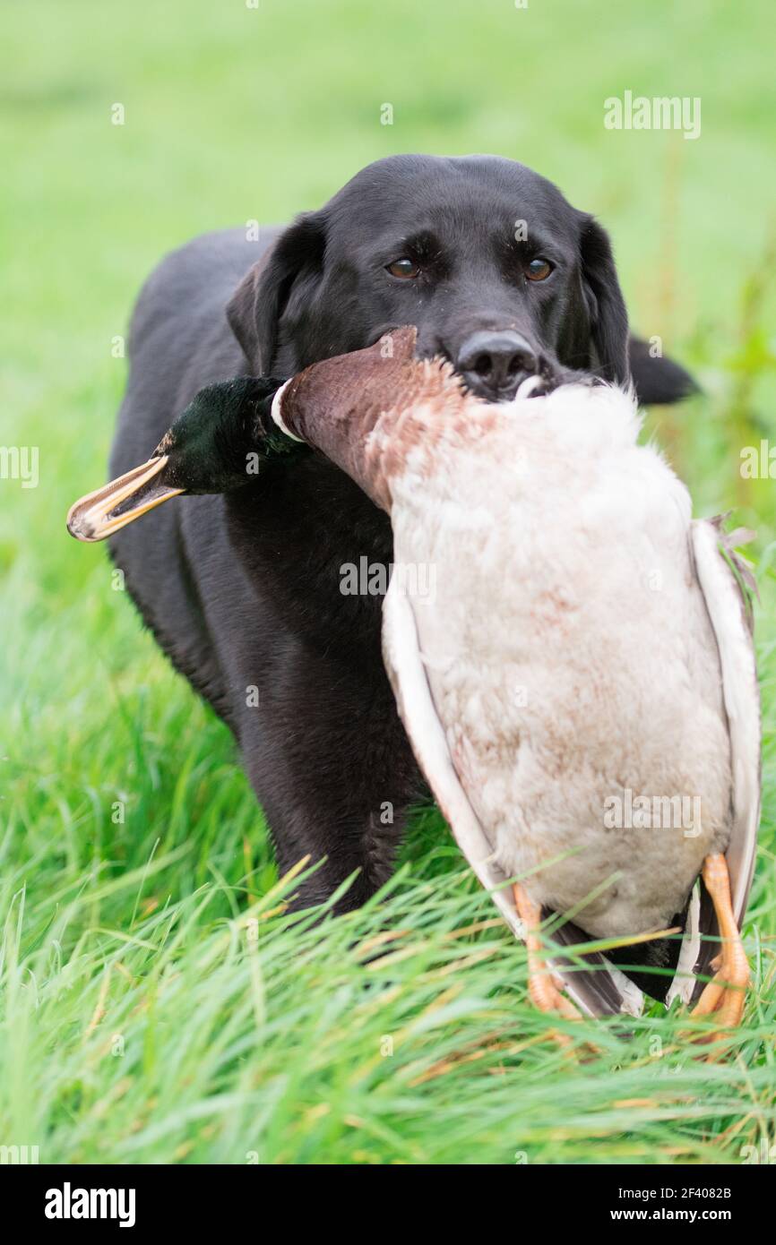 Working black labrador retrieving a mallard drake Stock Photo - Alamy